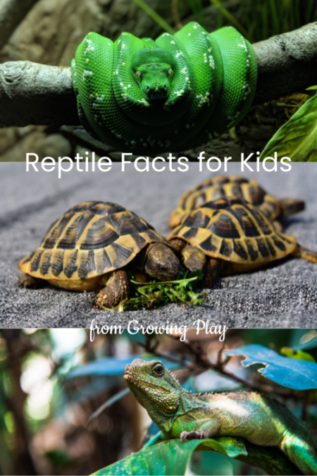 Reptile Facts for Kids - Growing Play