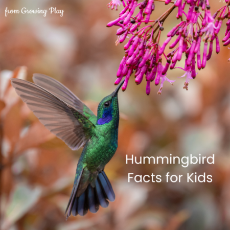 Hummingbird Facts for Kids - Growing Play