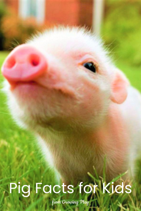 Pig Facts for Kids - Growing Play