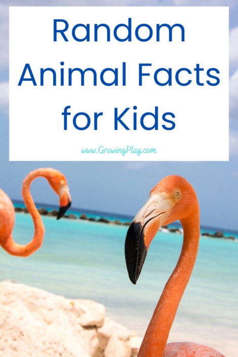 Random Animal Facts - Growing Play