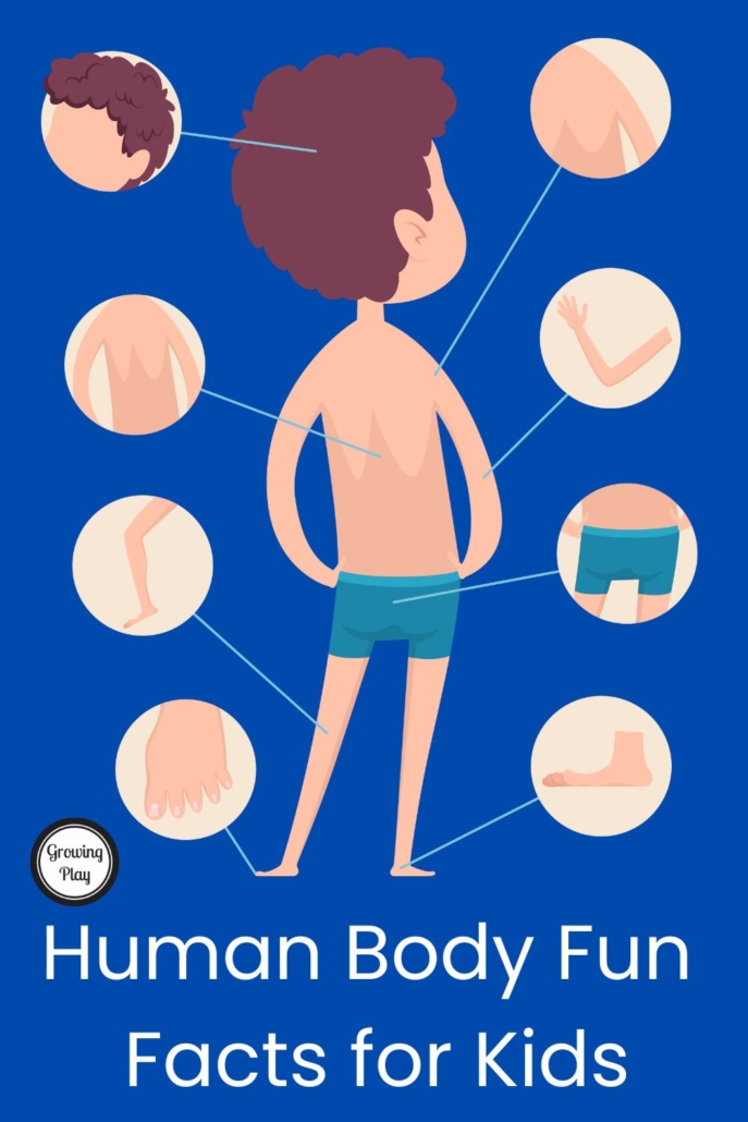 Human Body Fun Facts for Kids pin Growing Play