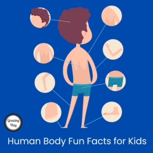 Human Body Facts for Kids - Growing Play