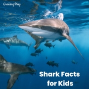 Shark Facts for Kids - Growing Play