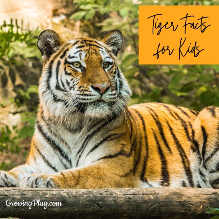 Tiger Facts for Kids - Growing Play