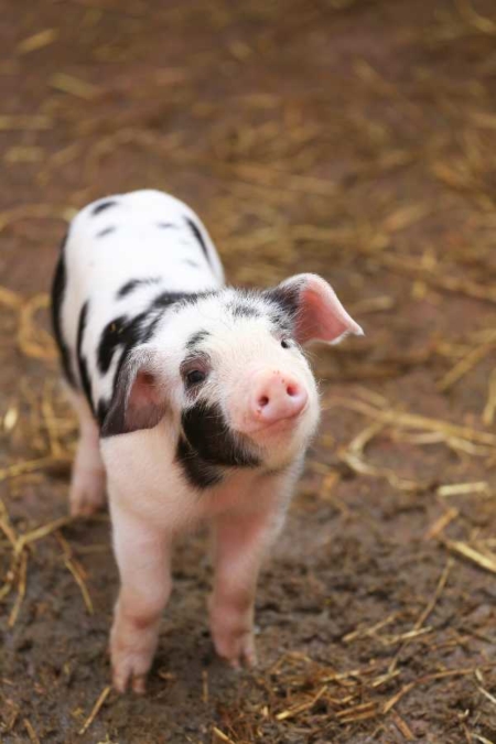 12 Piglet Facts For Kids