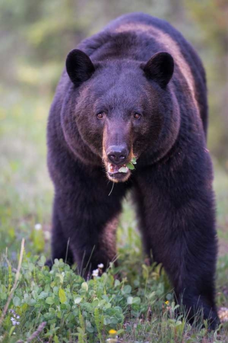 8 Interesting Black Bears Facts For Kids