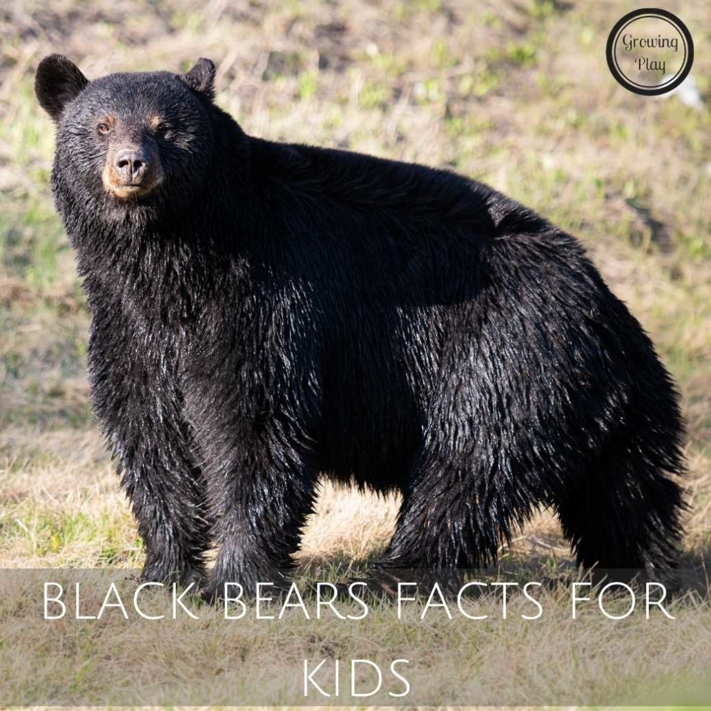 black bears facts for kids (2) - Growing Play