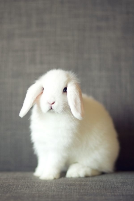 8 Fun Bunny Facts for Kids They Will Find Interesting