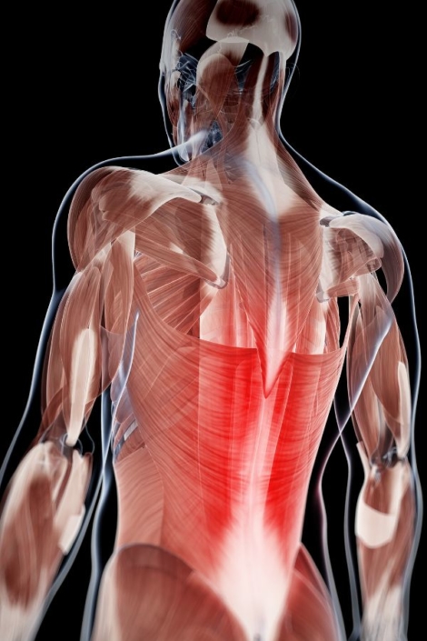 Some Interesting Muscle Facts For Kids