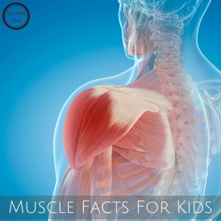 Muscle Facts For Kids - Growing Play