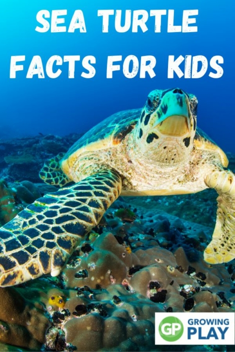Sea Turtle Facts for Kids - Growing Play