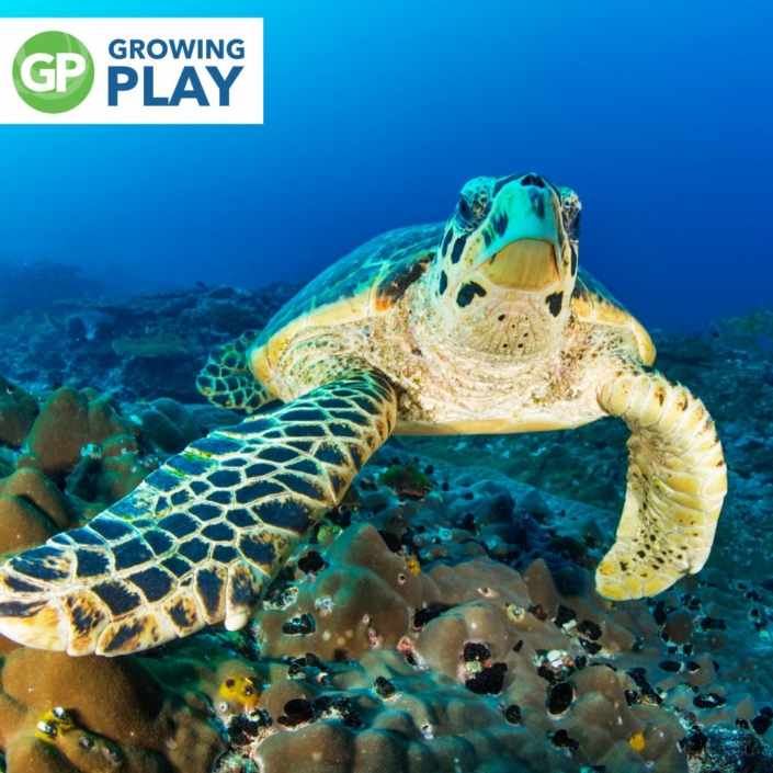 Sea Turtle Facts for Kids - Growing Play