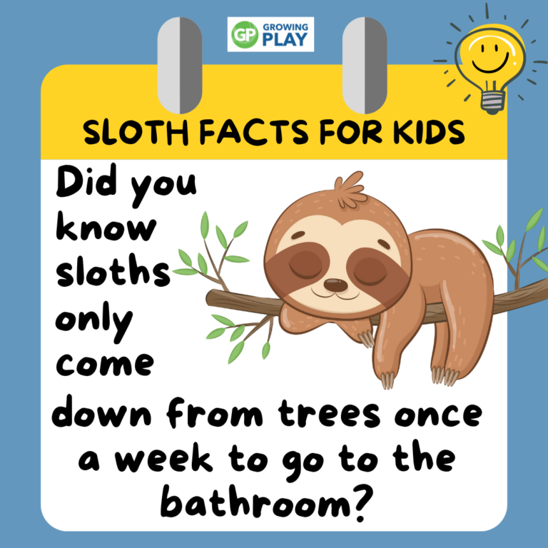 Sloth Facts for Kids - Growing Play